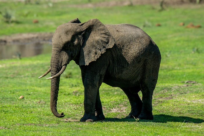 100 Elephant Quotes Celebrate the Majesty of Gentle Giants