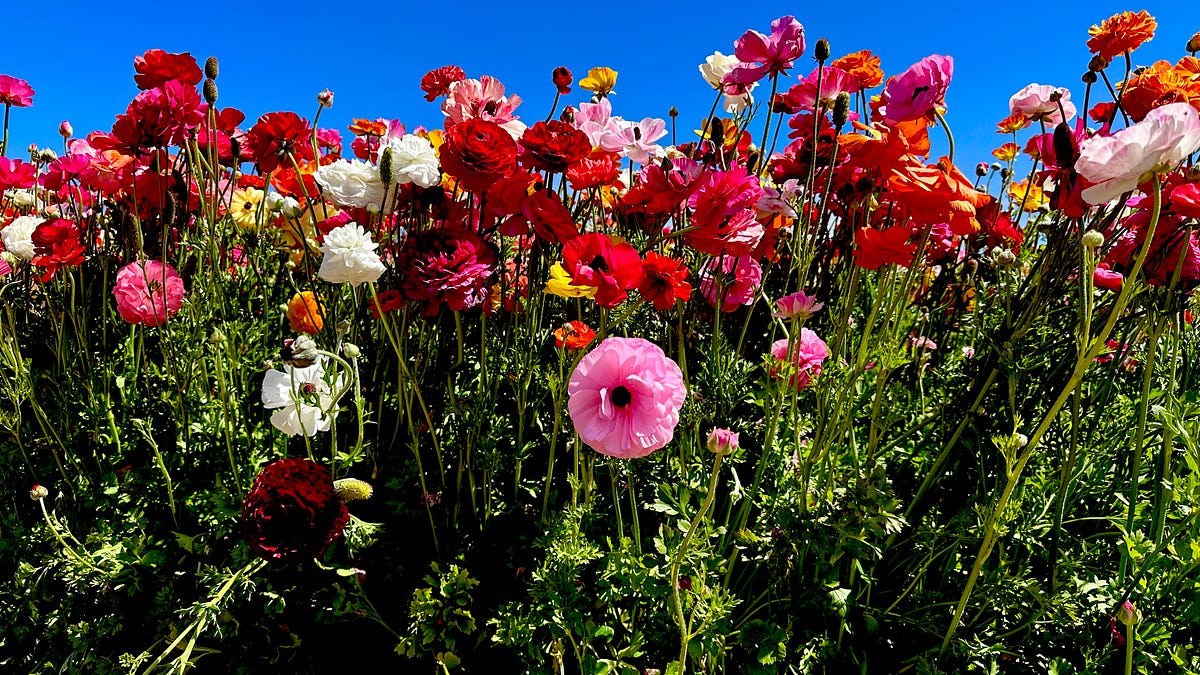 flower fields hereford