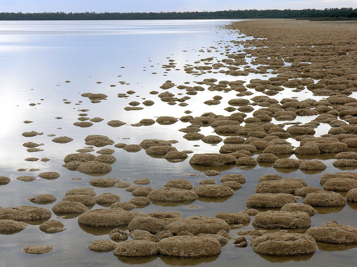 Lake Clifton in Western Australia is home to living fossils called ...