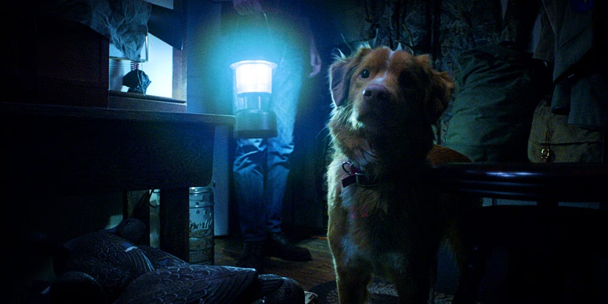 'Good Boy' Review: A Novel Premise Bears Hauntingly Heartbreaking Fruit