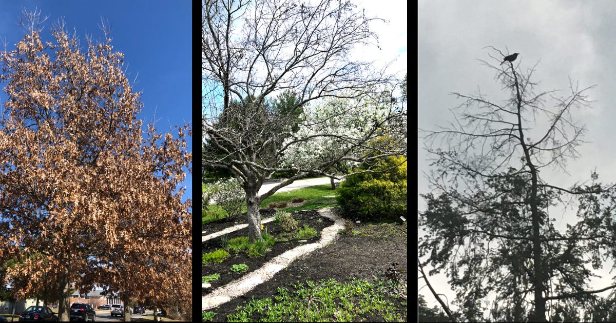 On Grief, Marcescence, and the Trees Uprooted at the White House
