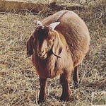 The Goat Barn | Amanda Pieper | Substack