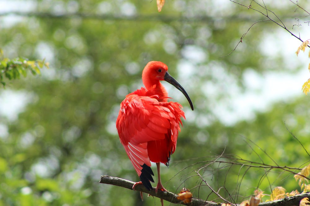 Bird of the Week: Scarlet Ibis - by Jack Mirkinson