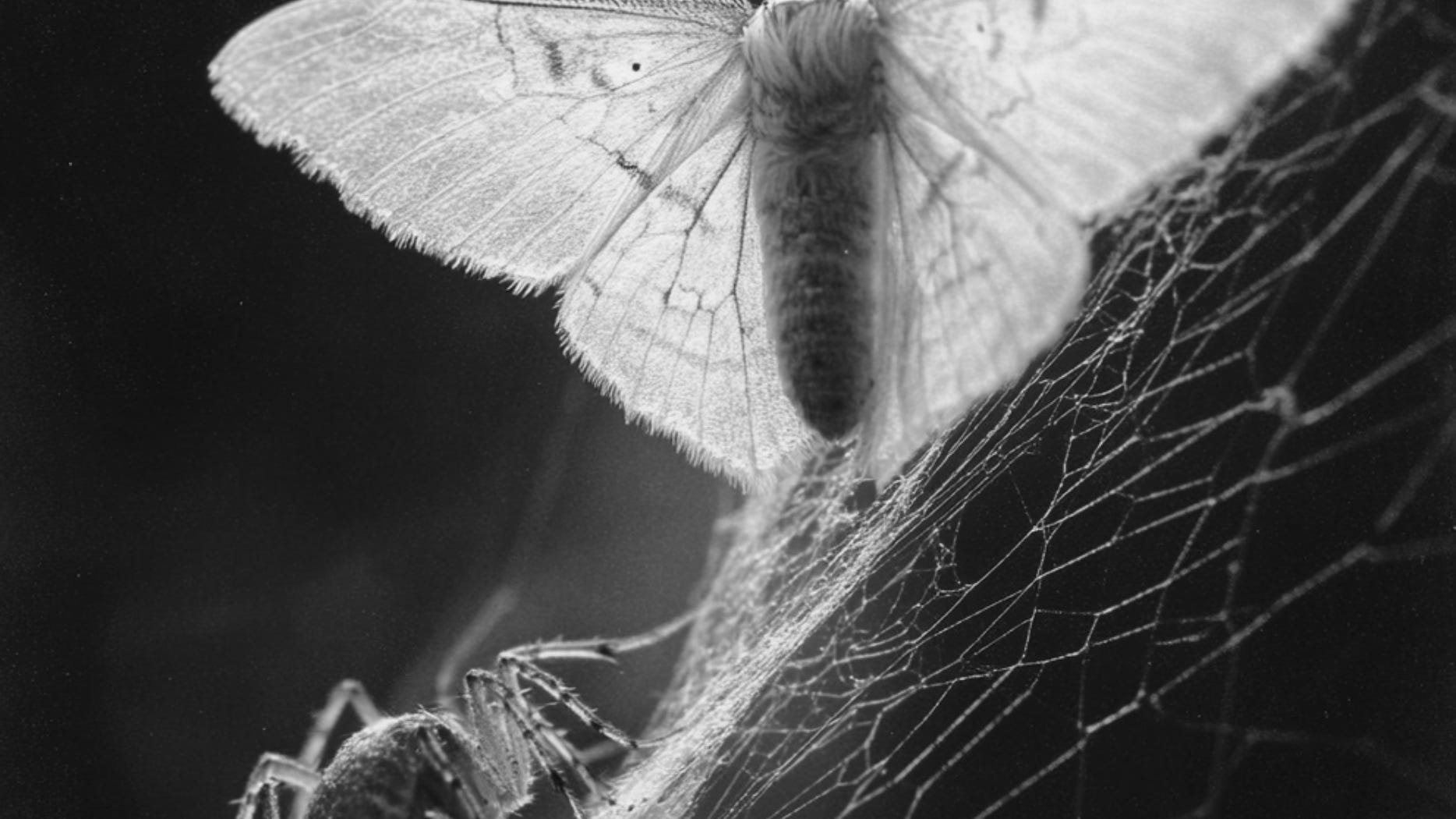 I Hallucinate Spiders Sometimes: Symbolism and The Search For The ...