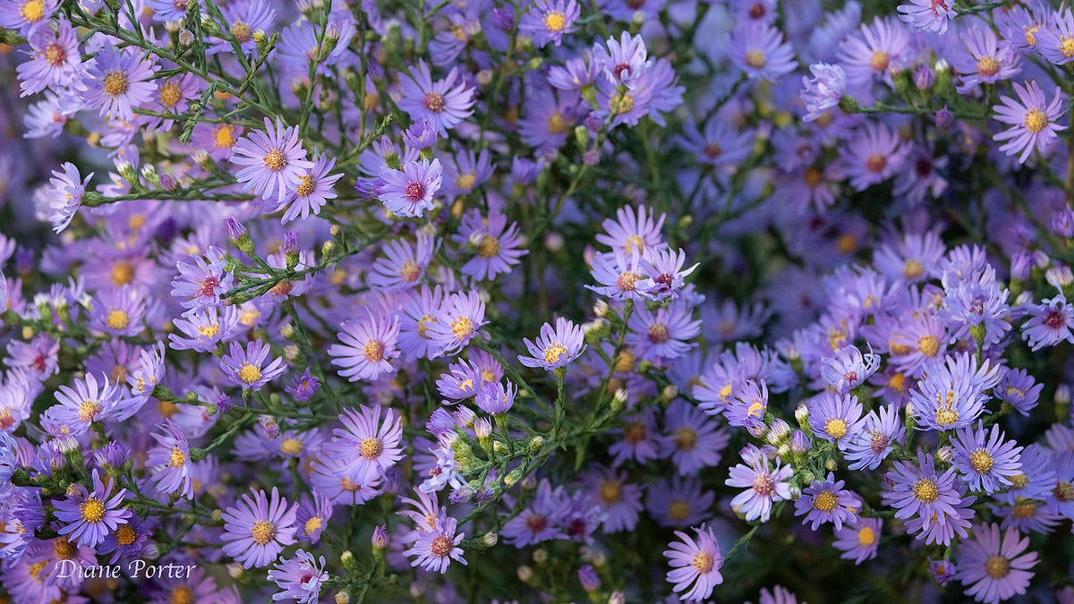 aster flower description
