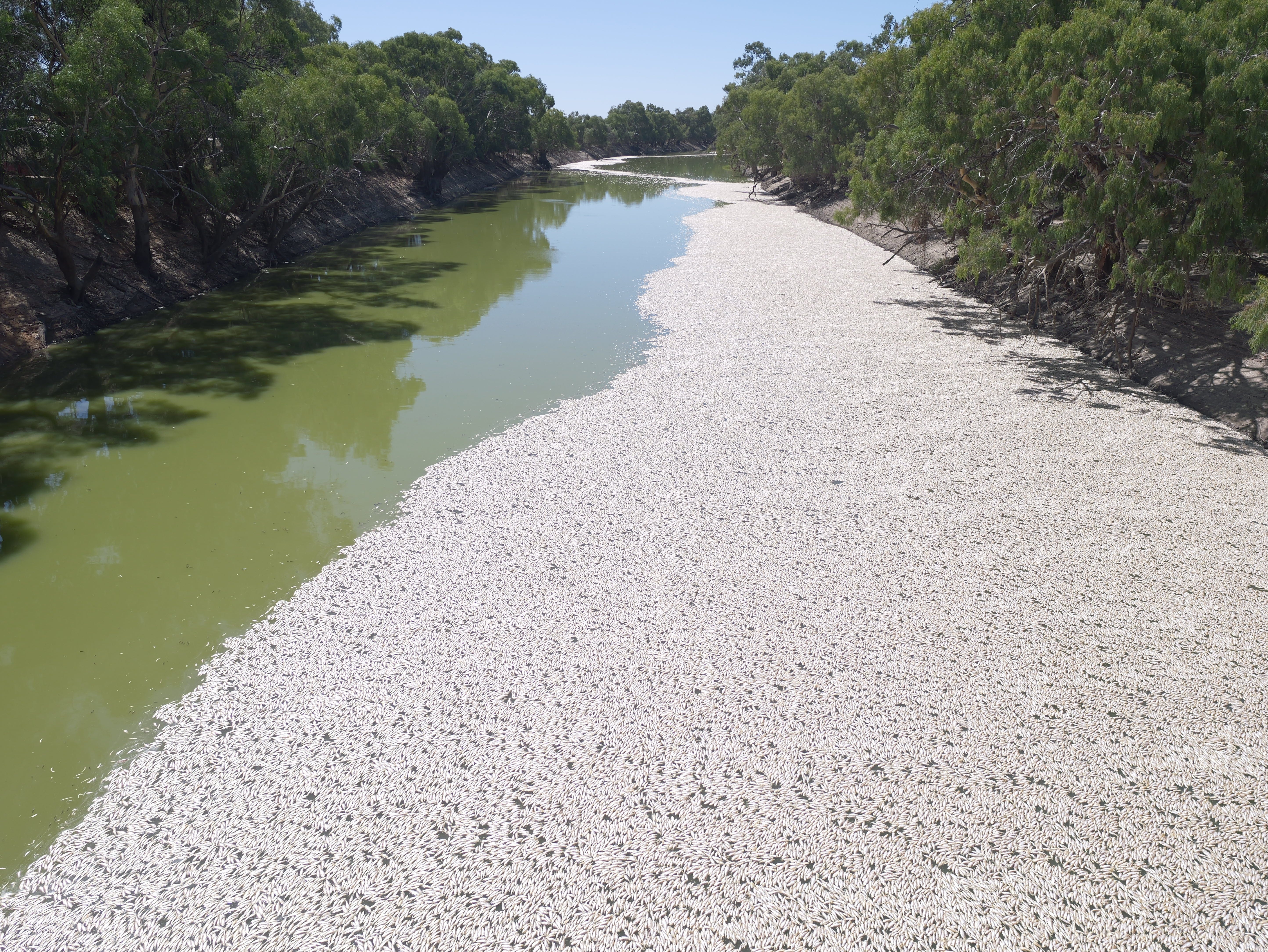 Another fish kill at Menindee Lakes after Unprecedented Heatwave ...