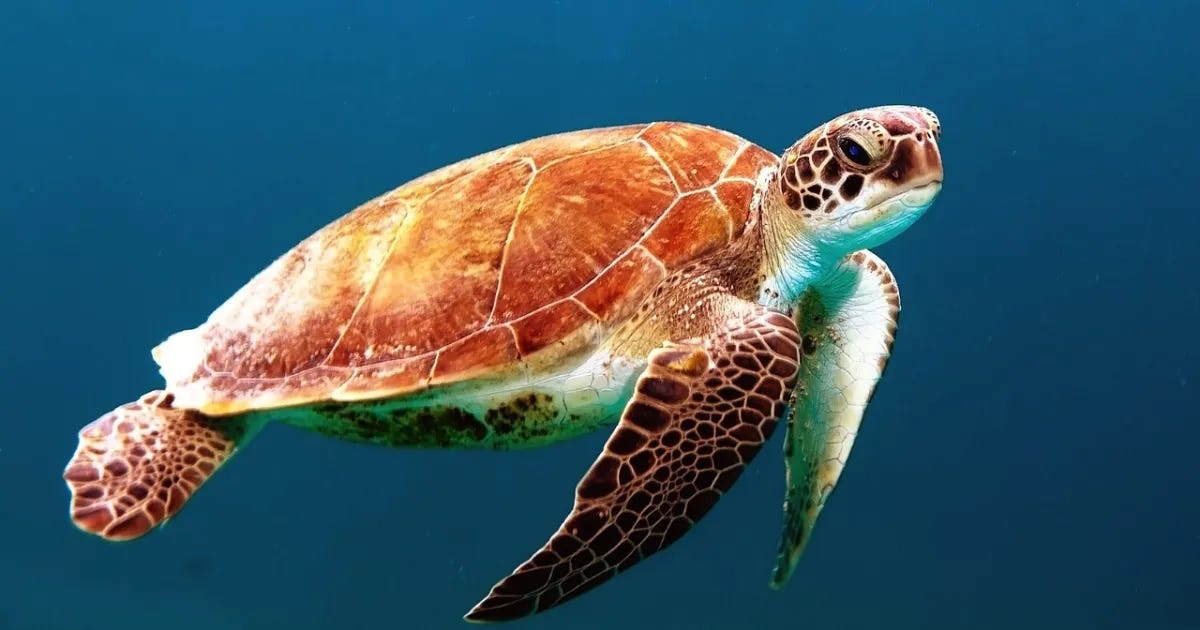 THE COMPLETE TURTLE TRADER: How a Famous Experiment Turned Novices into ...