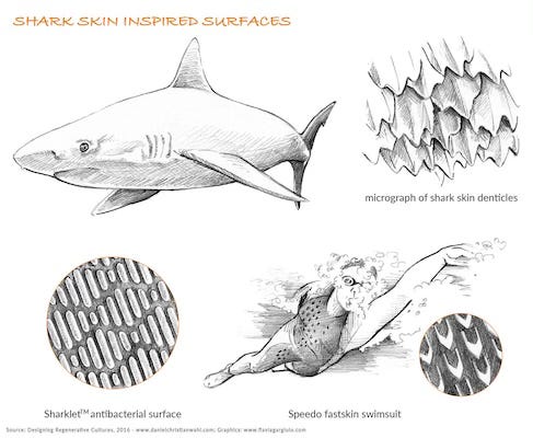 Shark Skin-Inspired Surfaces: Biomimicry in Action