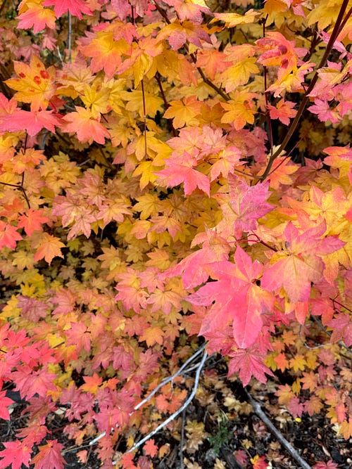 connor franta substack