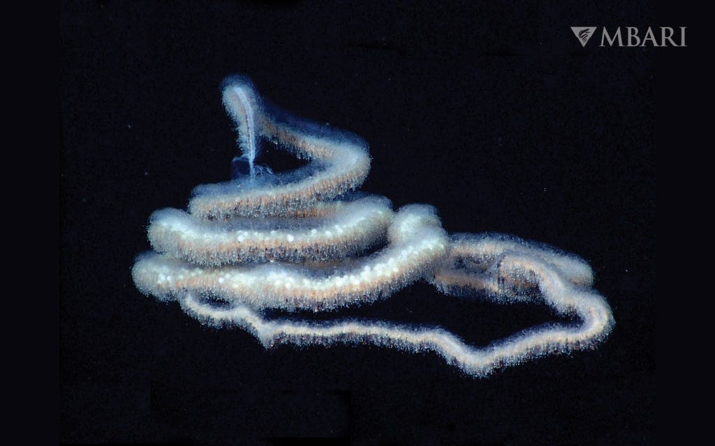 A Deep Dive into Monterey Canyon, California's Great Abyss