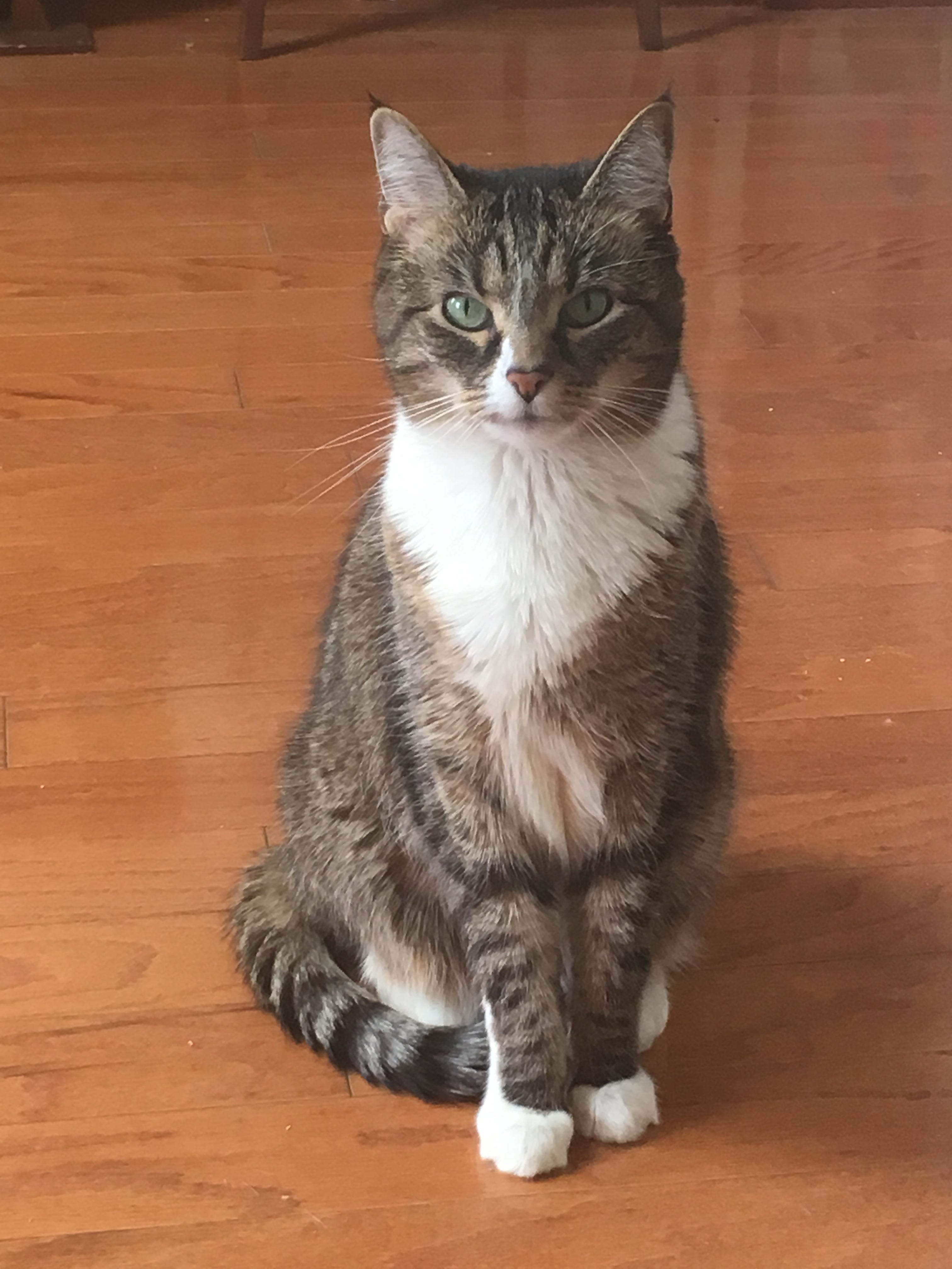 Meeting Lucky - by Meredith Z. Avakian - MZA's Prism
