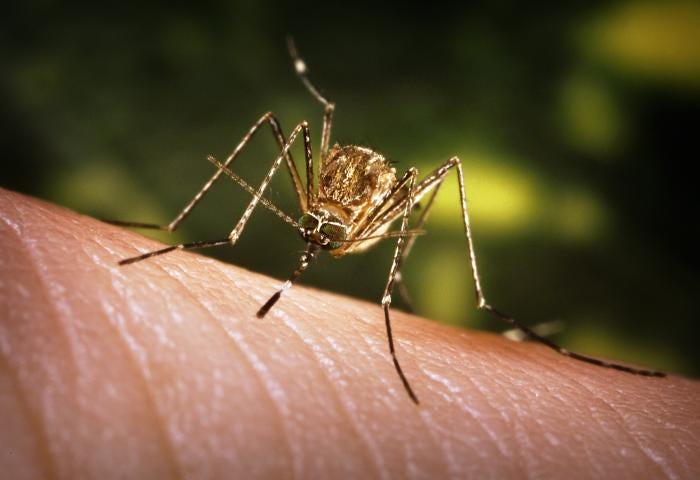 Arizona: Maricopa County reports increase in West Nile virus so far in 2026