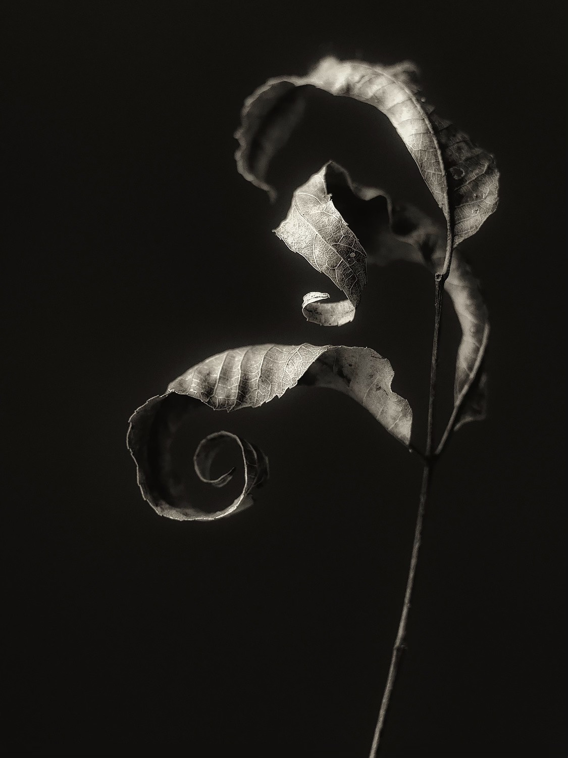 thinking about still life photography - by Lee Anne White
