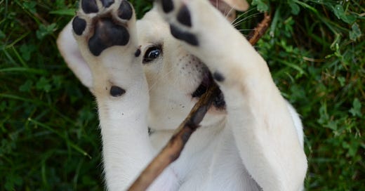 Journalism jobs and a photo of my dog | Mandy Hofmockel | Substack