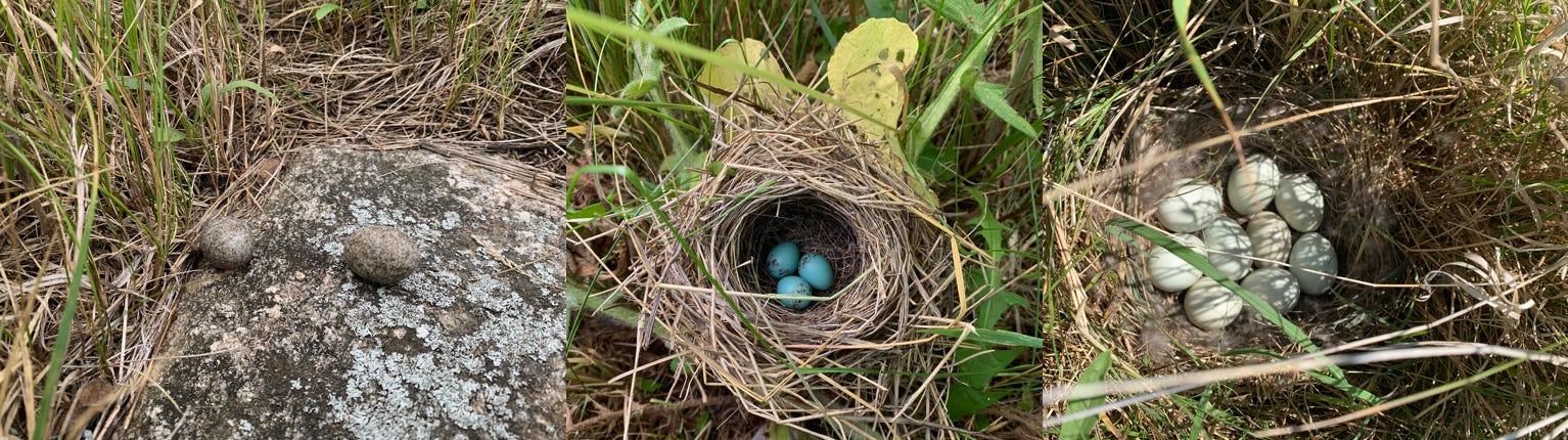 Who's the teacher in nature's classroom?