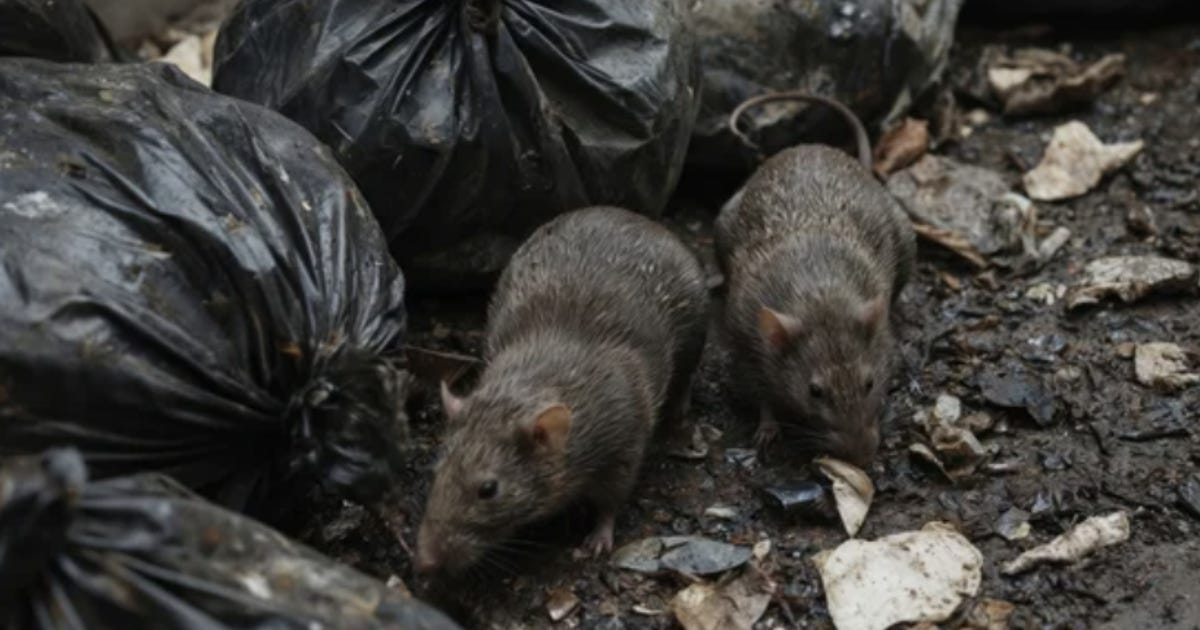 Toronto tops list as Canada’s most rat-infested city in 2025