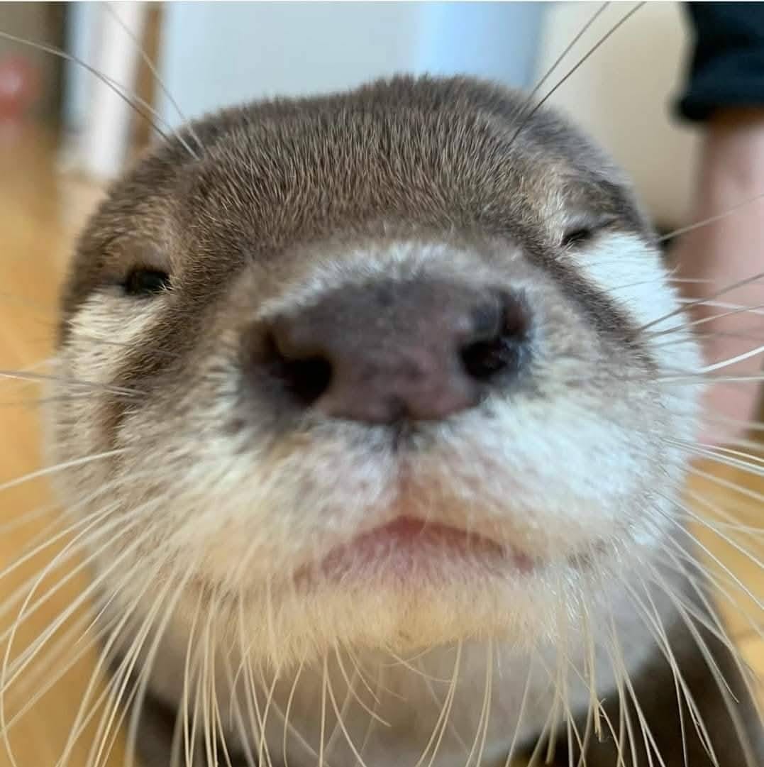 In Otter News (@inotternews): "Good morning everyone, even Steve, who ...