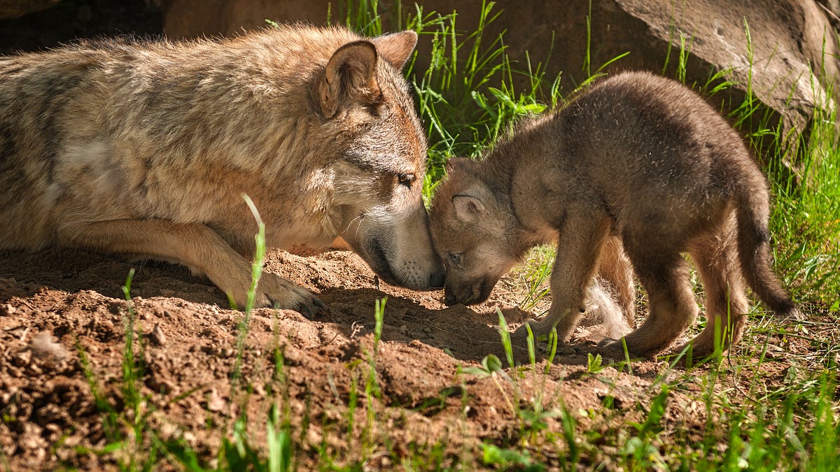 When the Wolves Came Home - Suzanne Asha Stone's Substack