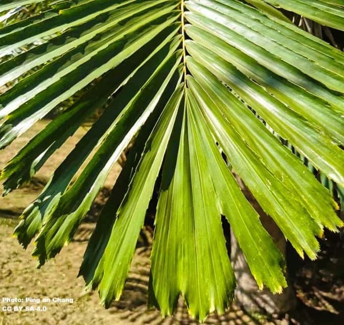 Challenge: Telling These 2 Palms Apart