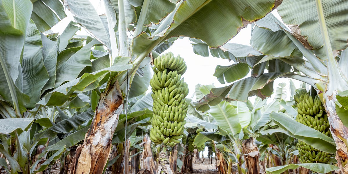 The Banana Tree That Isn’t A Tree - by Chris Young