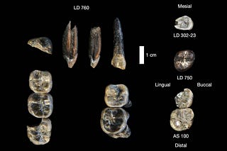 John Hawks | Substack