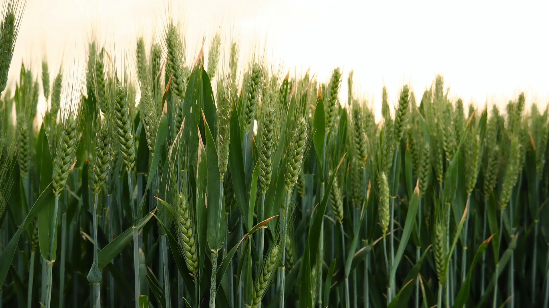 Sexagesima Sunday – The Parable of the Sower