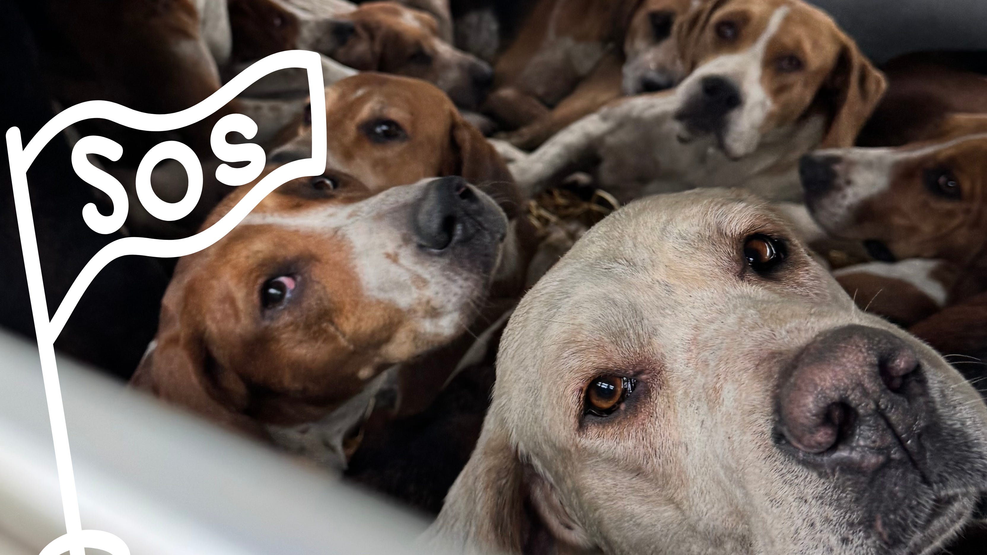 Foxhounds are rehomeable: The case for compassion, responsibility, and ...