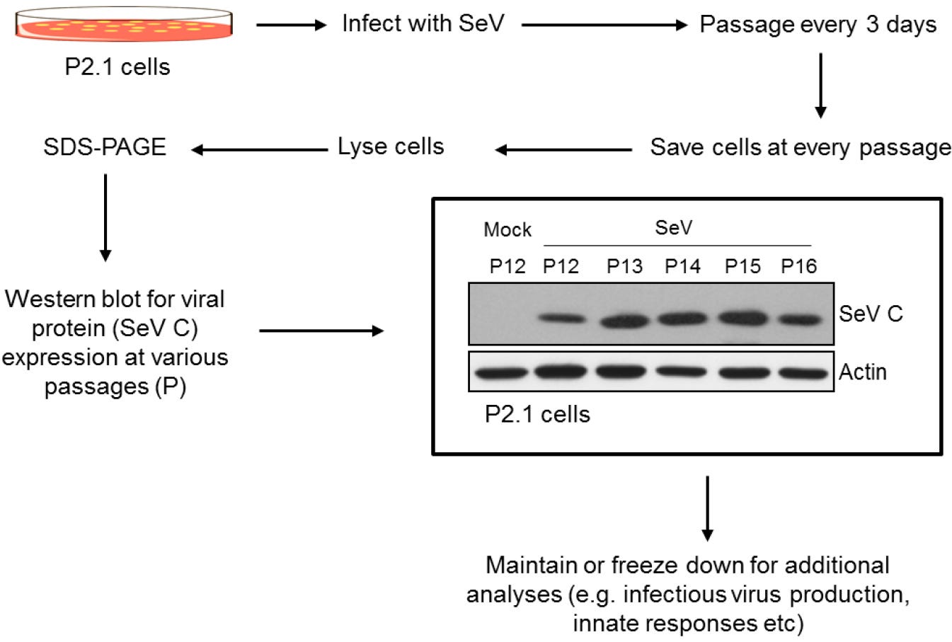 The Spike Protein and IRF3 Degradation: Pathway to Persistent Spike ...