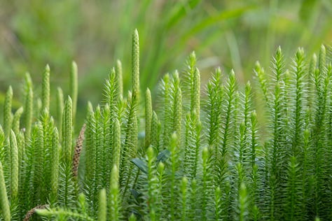 Flora Alpina: The Lycophytes - by Anne Thomas