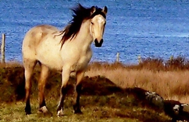 The Irish Draught Horse – 10 Incredible Facts