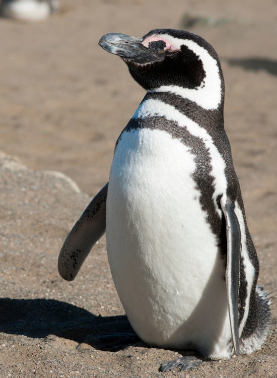 Meet the 18 Penguins of the World (Yes, There Are That Many!)