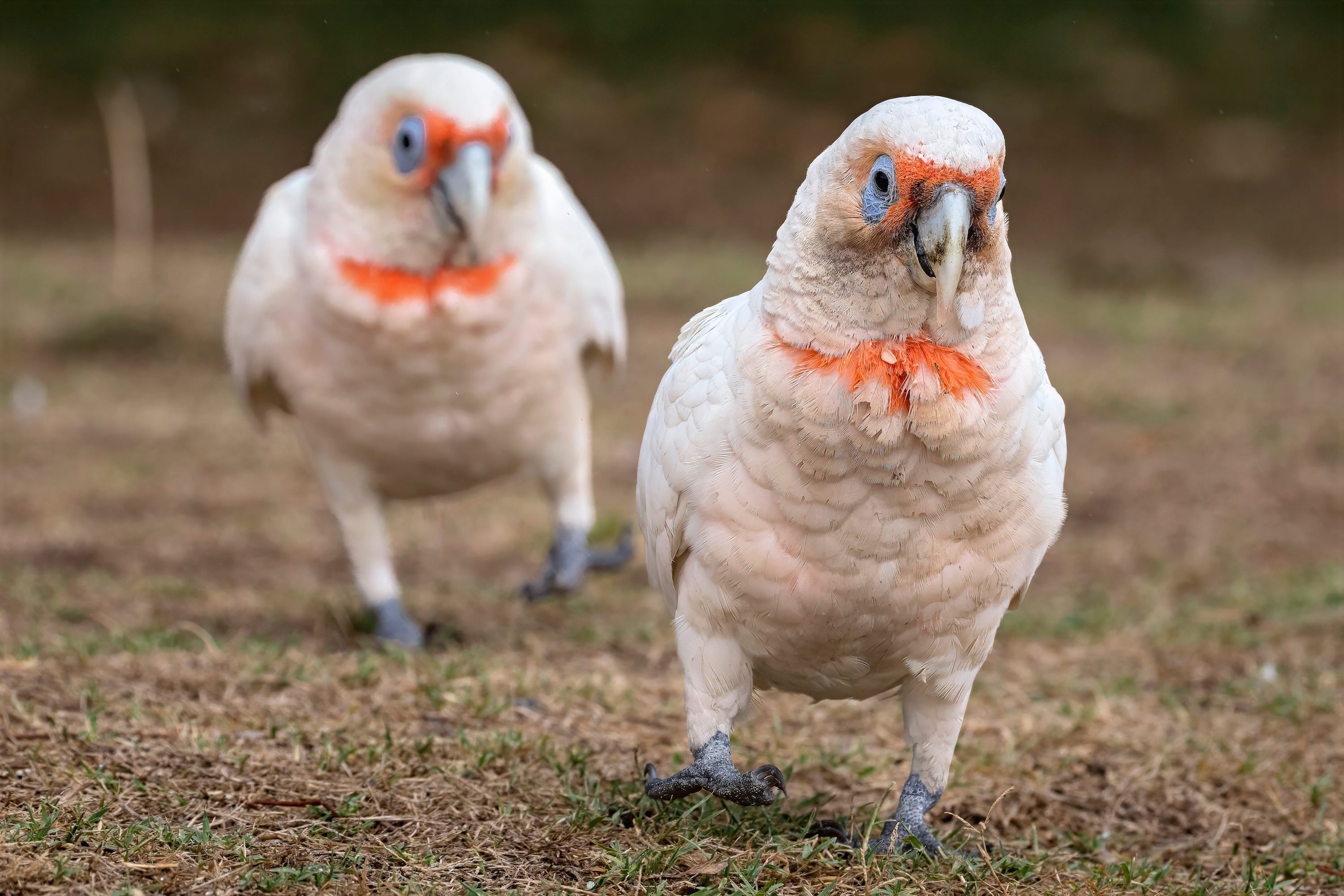The Sky-Living Parrots of Australia - by Karen Povey