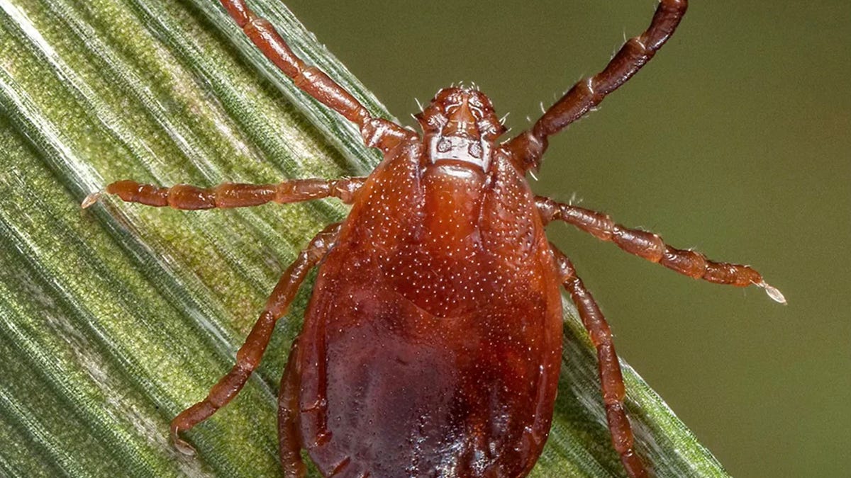 New Tick in Town - by Marie Lasater - Marie’s Substack