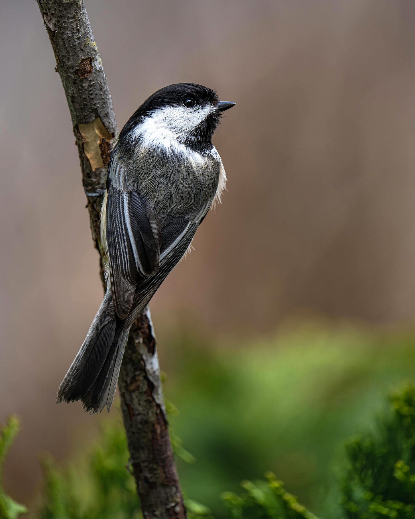 Make A Study Page Of The Black-Capped Chickadee, part 1