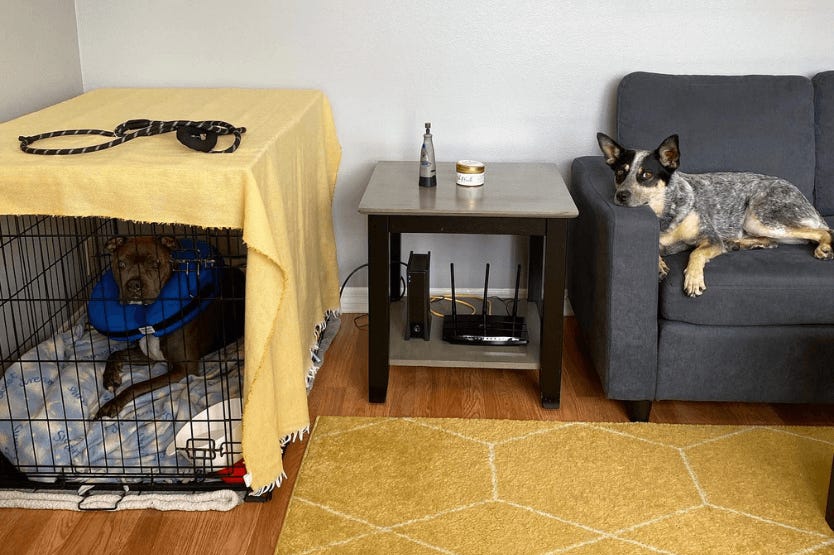 Our fostering process integrating two unfamiliar dogs