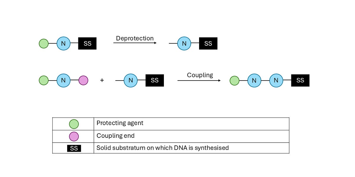 A Primer on DNA Synthesis - by Anagha - BioCompute Inc