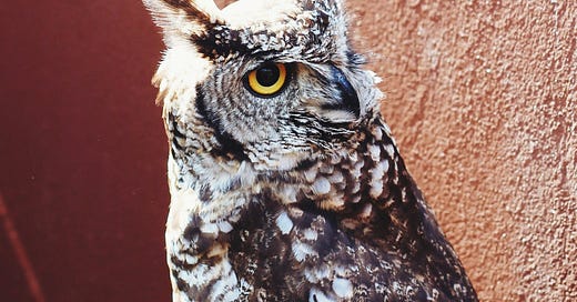 Đông Labs' Blog | Tien Pham | Substack