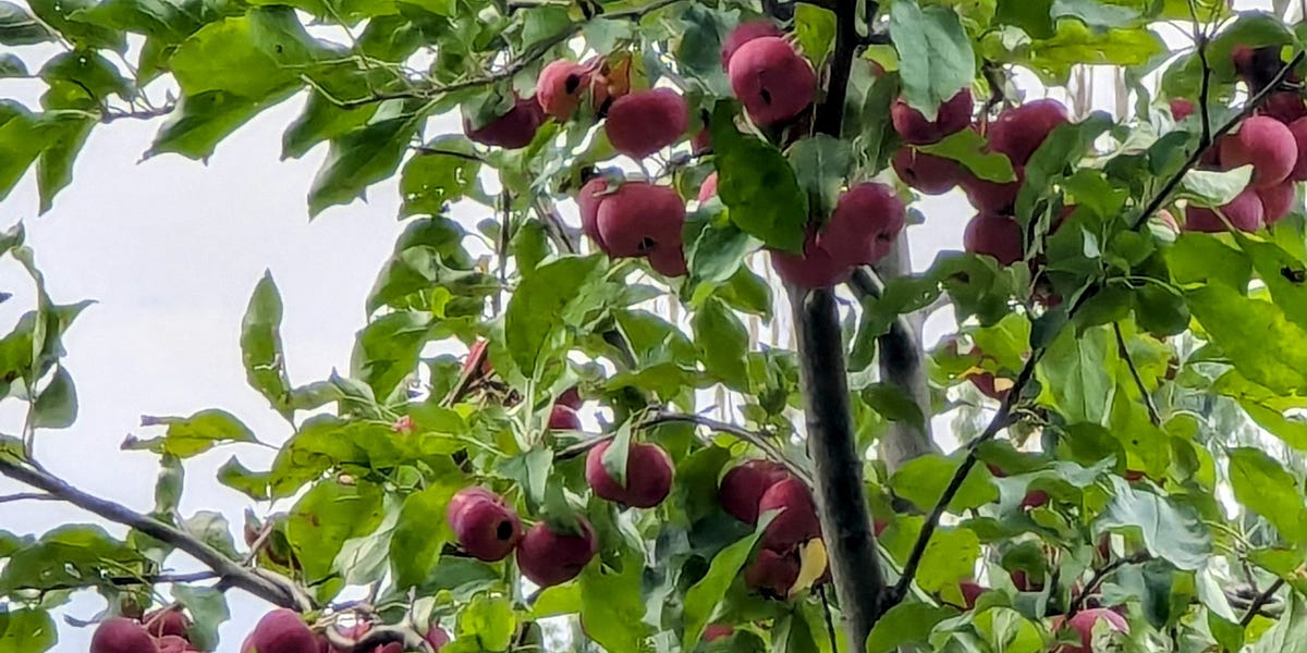 The Real Big Apple: Tracing the Botanical Origins of the World's Most ...