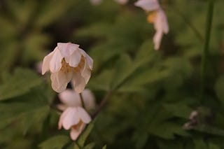 Laura’s Substack | Laura Korhonen | Substack