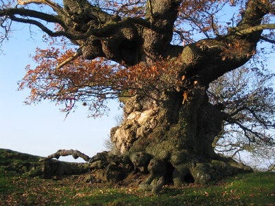 Tree lore Special- Five Sacred Trees part 1