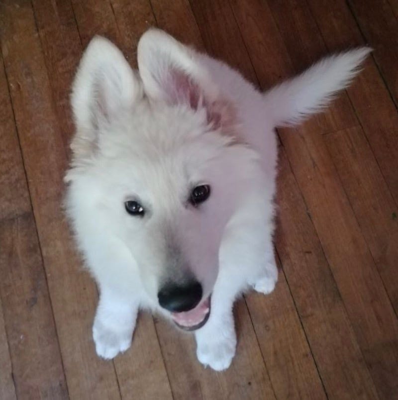 A Dog A Day with Cindy Sykes | Substack