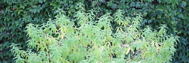 Susan Scheid | Substack