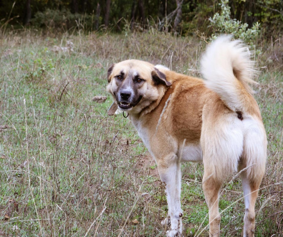 A Dark Cloud Over İlkadım Animal Shelter