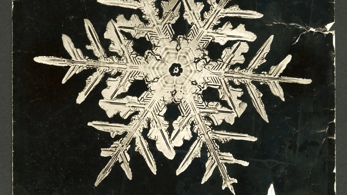 Snowflakes Make the Modern Mind Nervous