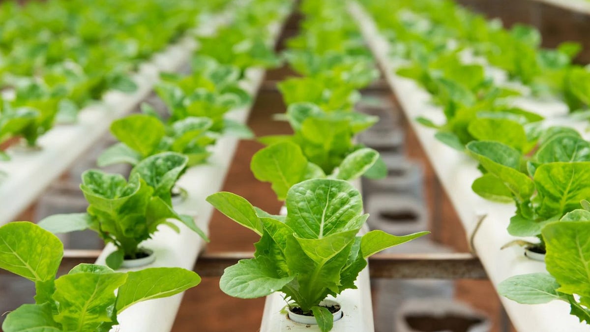 Jewish Invention Myths: Hydroponics - Karl’s Substack