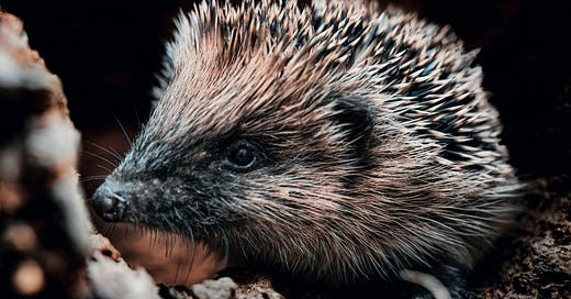 Hugh’s Substack | Hugh Warwick | Substack