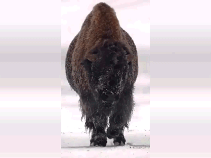 Bison, Truckin' Along - by Martini Glambassador