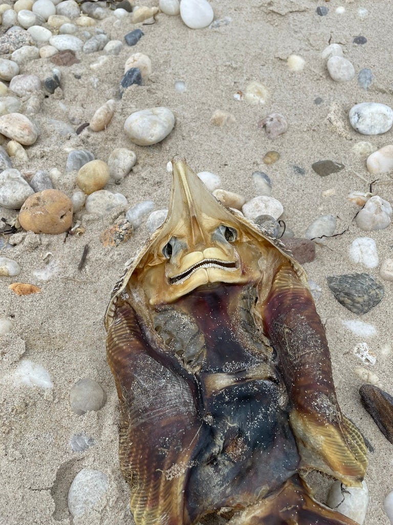Jenny Haniver: The Bizarre Sea Creature Behind a Centuries-Old Maritime ...