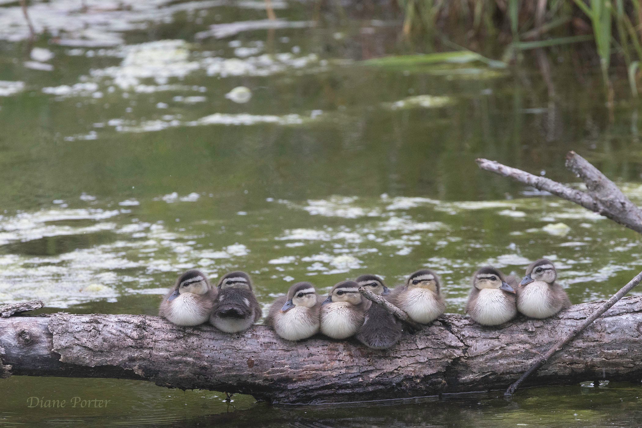Baby Wood Ducks - by Diane Porter - My Gaia