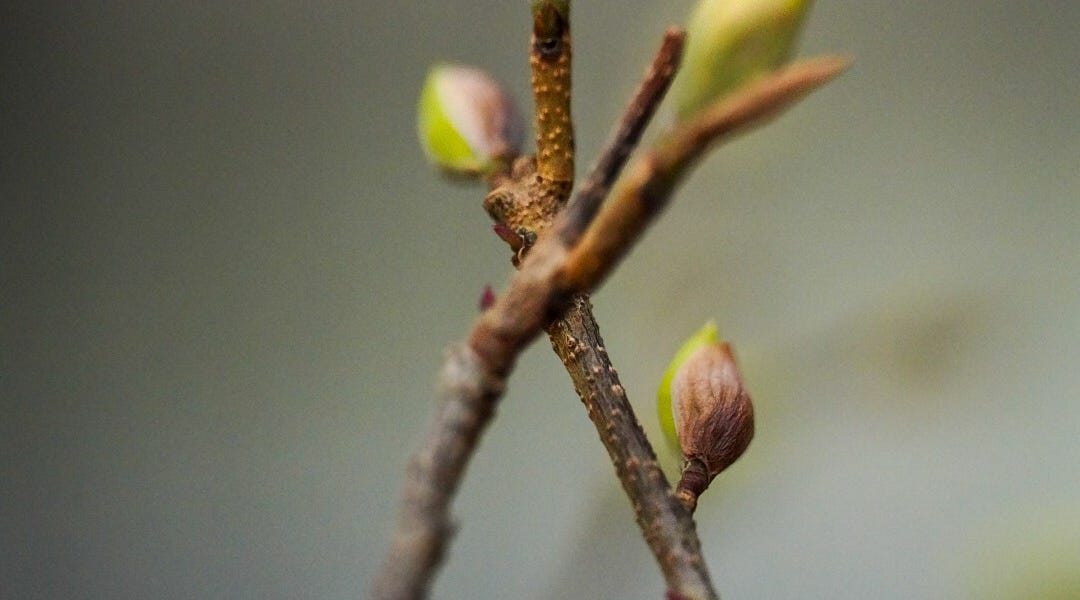Early Signs of Spring: Spotting New Growth as Plants Prepare to Wake Up